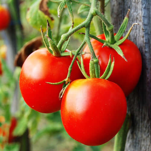 Ripened Tomatoes Fragrance Oil - Fresh & Luxurious Aroma – The ...